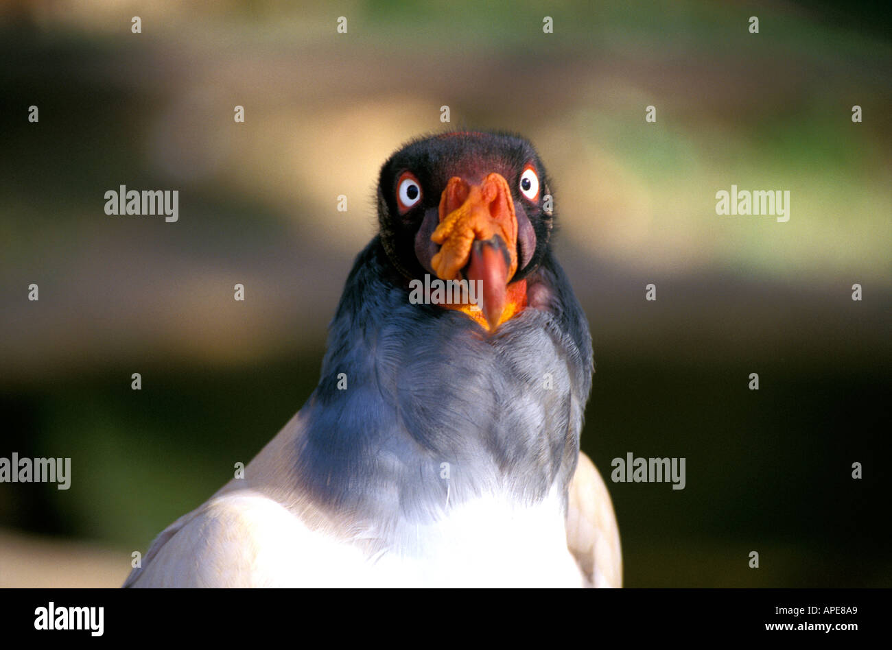 Vulture humor hi-res stock photography and images - Alamy