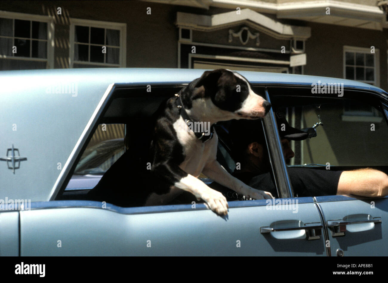 Chauffeur driven Staffordshire bull terrier dog Stock Photo - Alamy