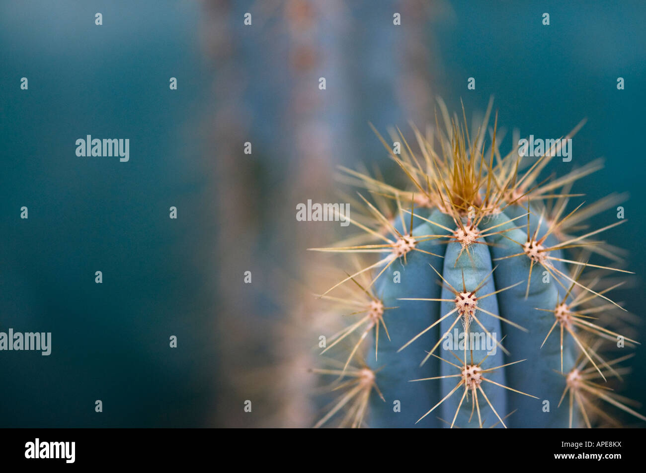 Blue cactus on blue background Stock Photo - Alamy