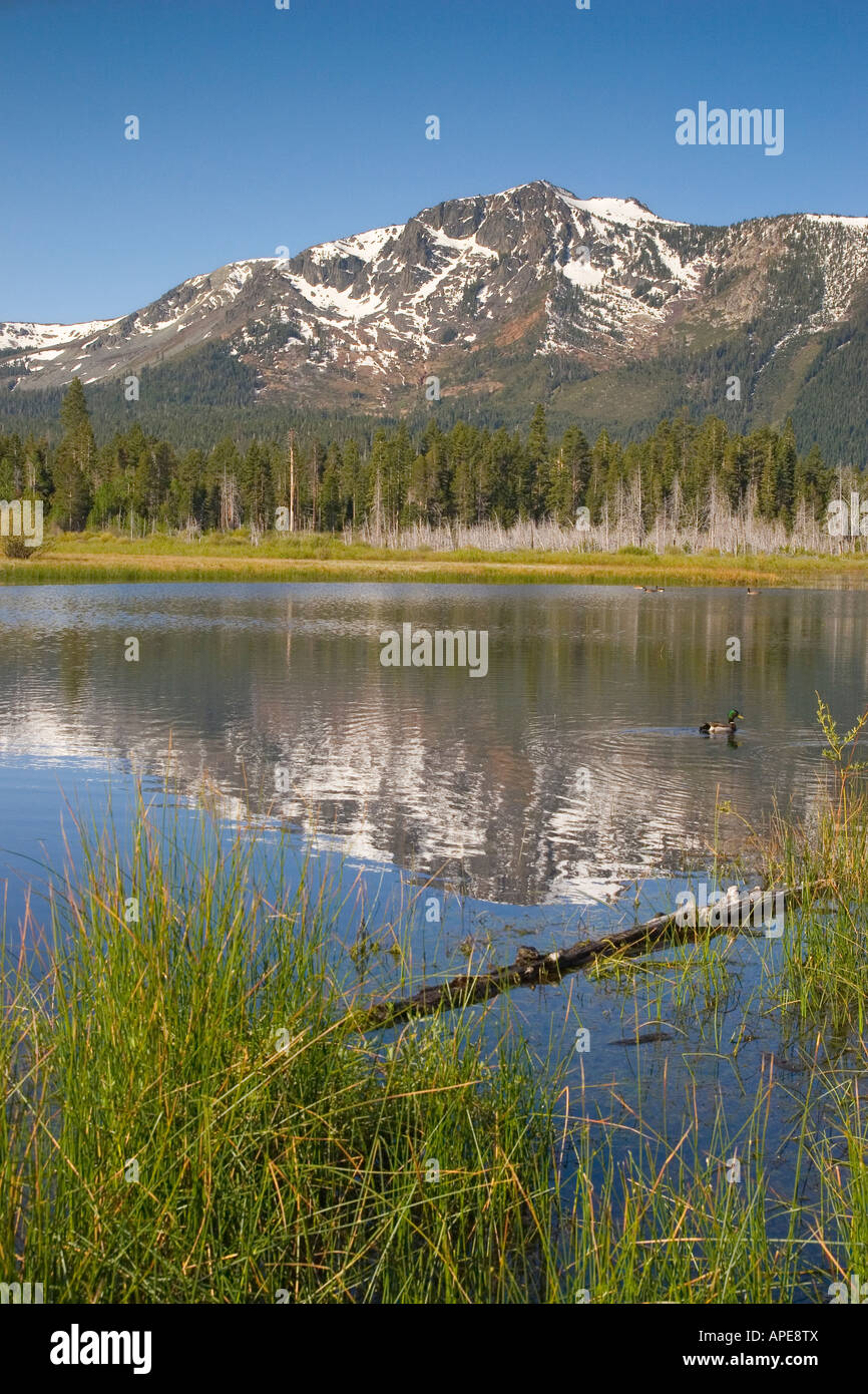 A snowy Mount Tallac in the spring reflecting in a pond near Lake Tahoe ...