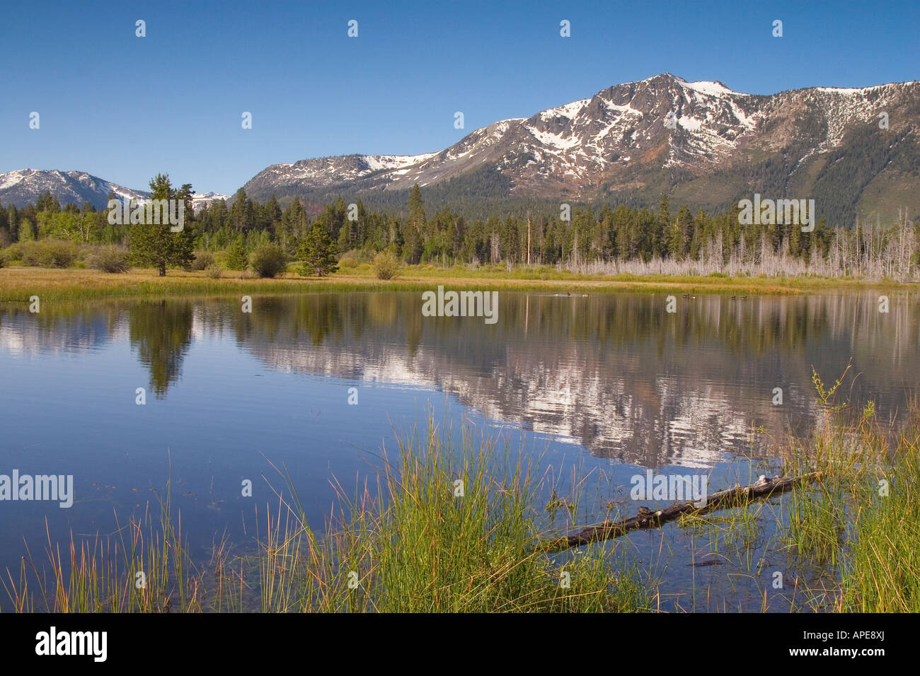 A snowy Mount Tallac in the spring reflecting in a pond near Lake Tahoe ...