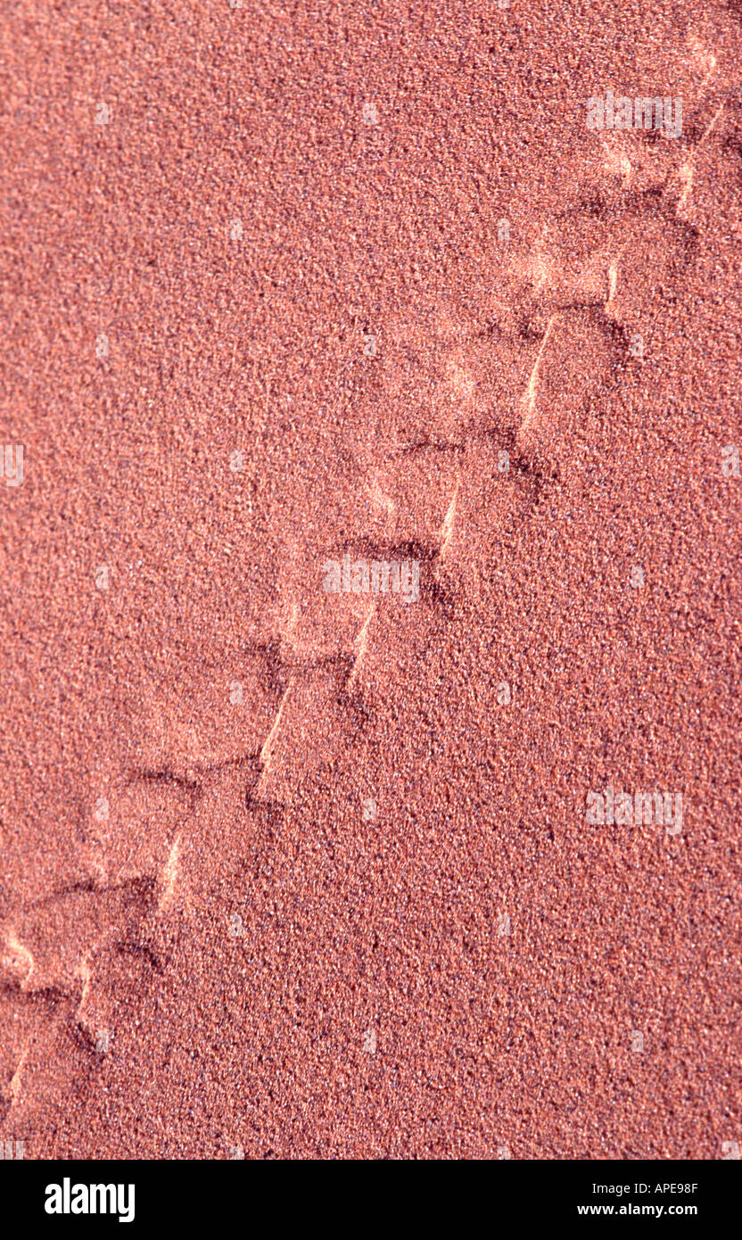 UAE Sand Dunes Stock Photo - Alamy