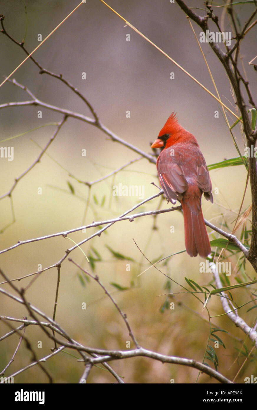 USA Texas, Gulf Coast. Northern Cardinal (Cardinalis cardinalis Stock ...