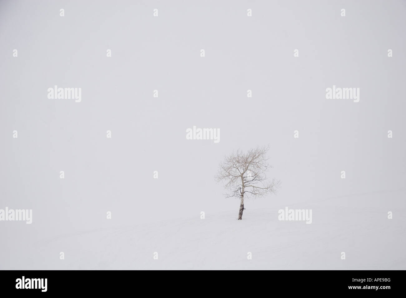 A tree stands alone against the storms of winter Stock Photo - Alamy