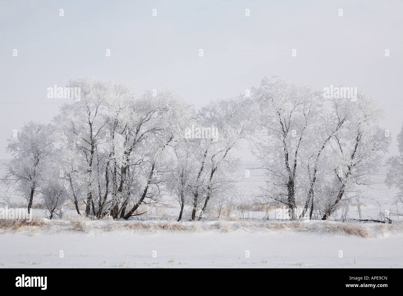 Frost covered trees Stock Photo - Alamy