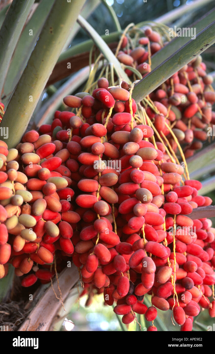 Farming fruit uae hi-res stock photography and images - Alamy