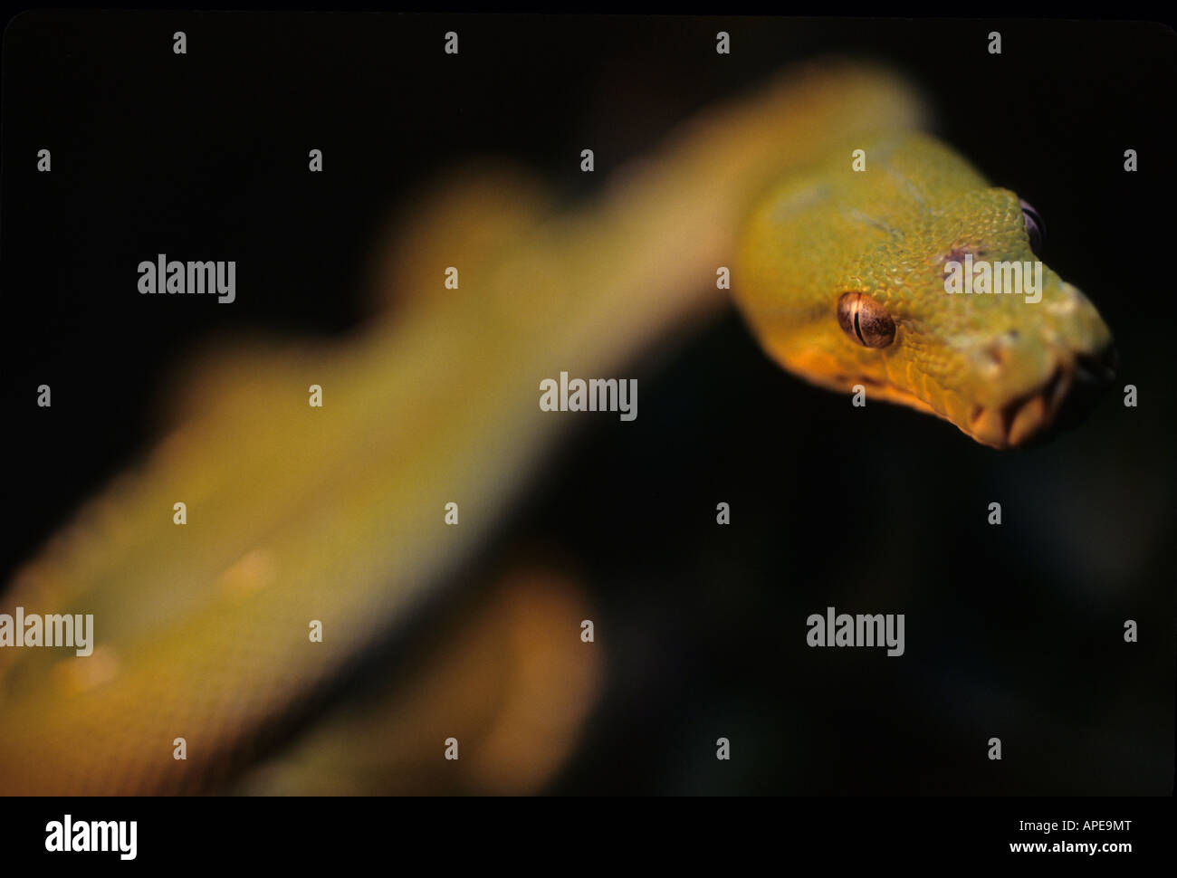 A curious immature green tree python approaches the camera Stock Photo ...