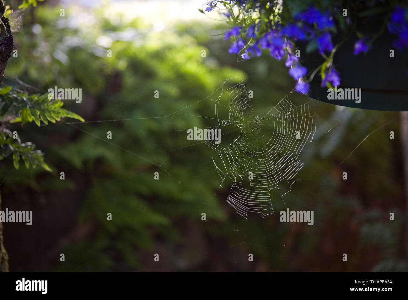 A spider web in a garden Stock Photo - Alamy