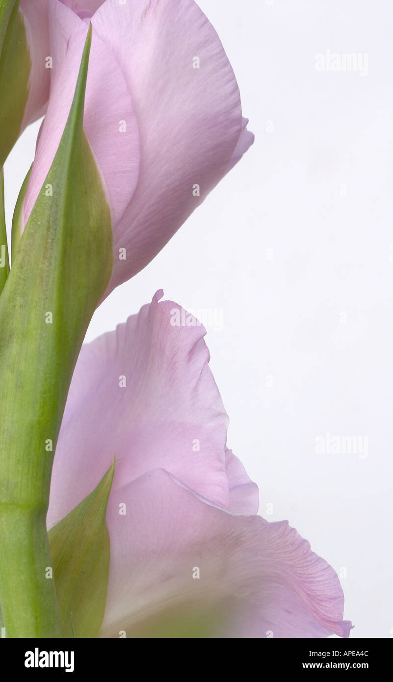 Pink and white gladioli hi-res stock photography and images - Alamy