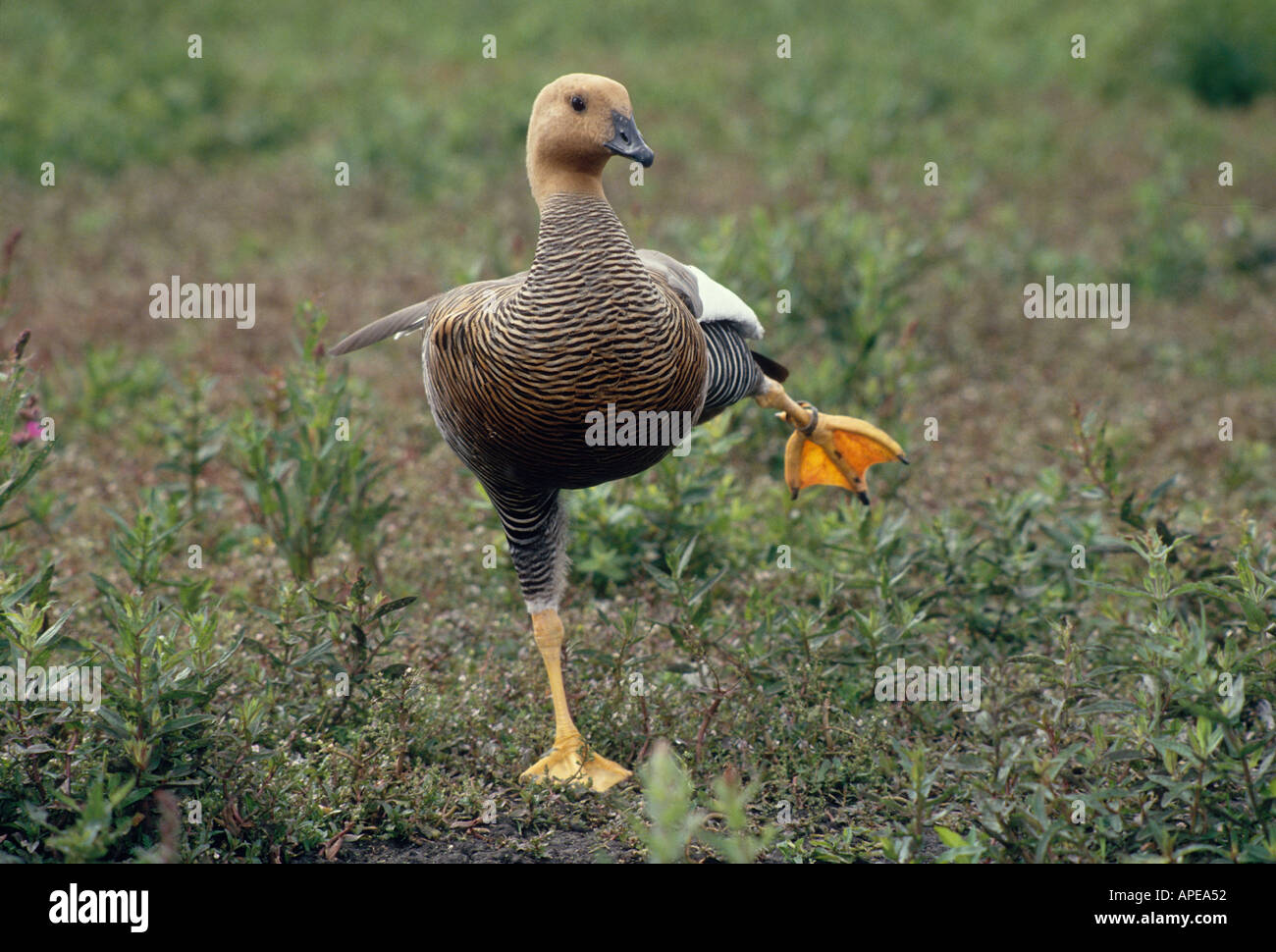 Goose standing on one leg Stock Photo - Alamy