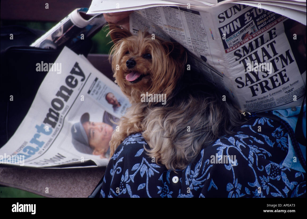 Yorkshire Terrier reading Sunday Paper Stock Photo - Alamy