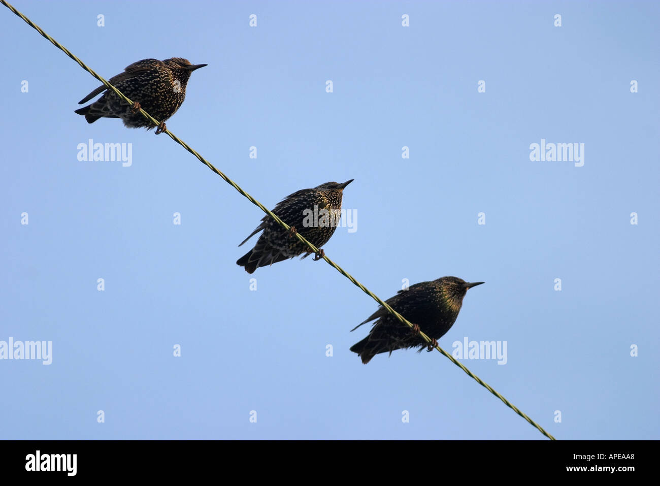 Starlings sitting on wires Stock Photo - Alamy