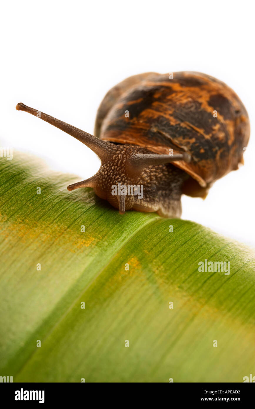 Common Garden Snail Concept Stock Photo - Alamy