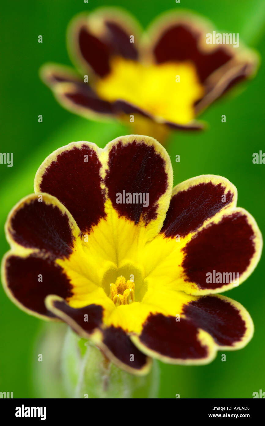 Primrose Primula Victoriana Black Lace Stock Photo - Alamy