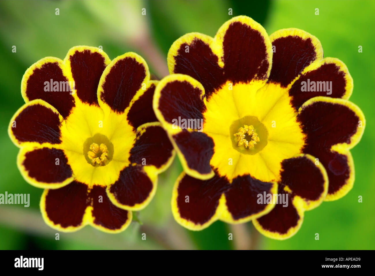 Primrose Primula Victoriana Black Lace Stock Photo - Alamy