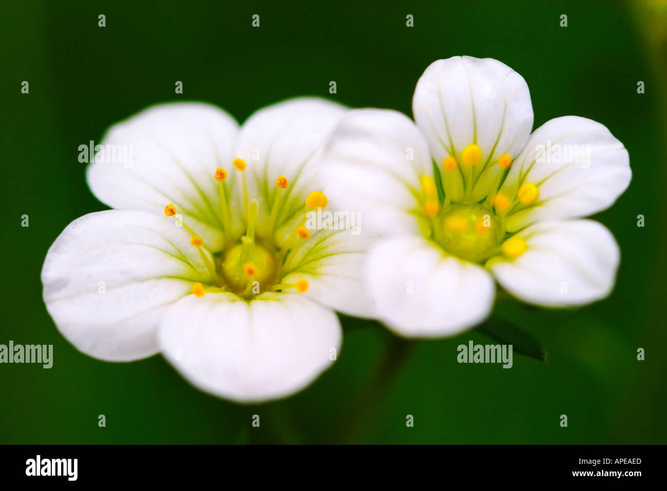 Saxifrage arendsii hi-res stock photography and images - Alamy