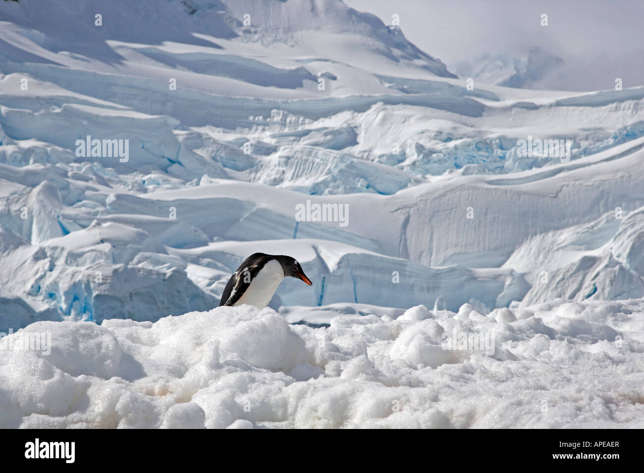 Gentoo penguin antarctic Stock Photo - Alamy