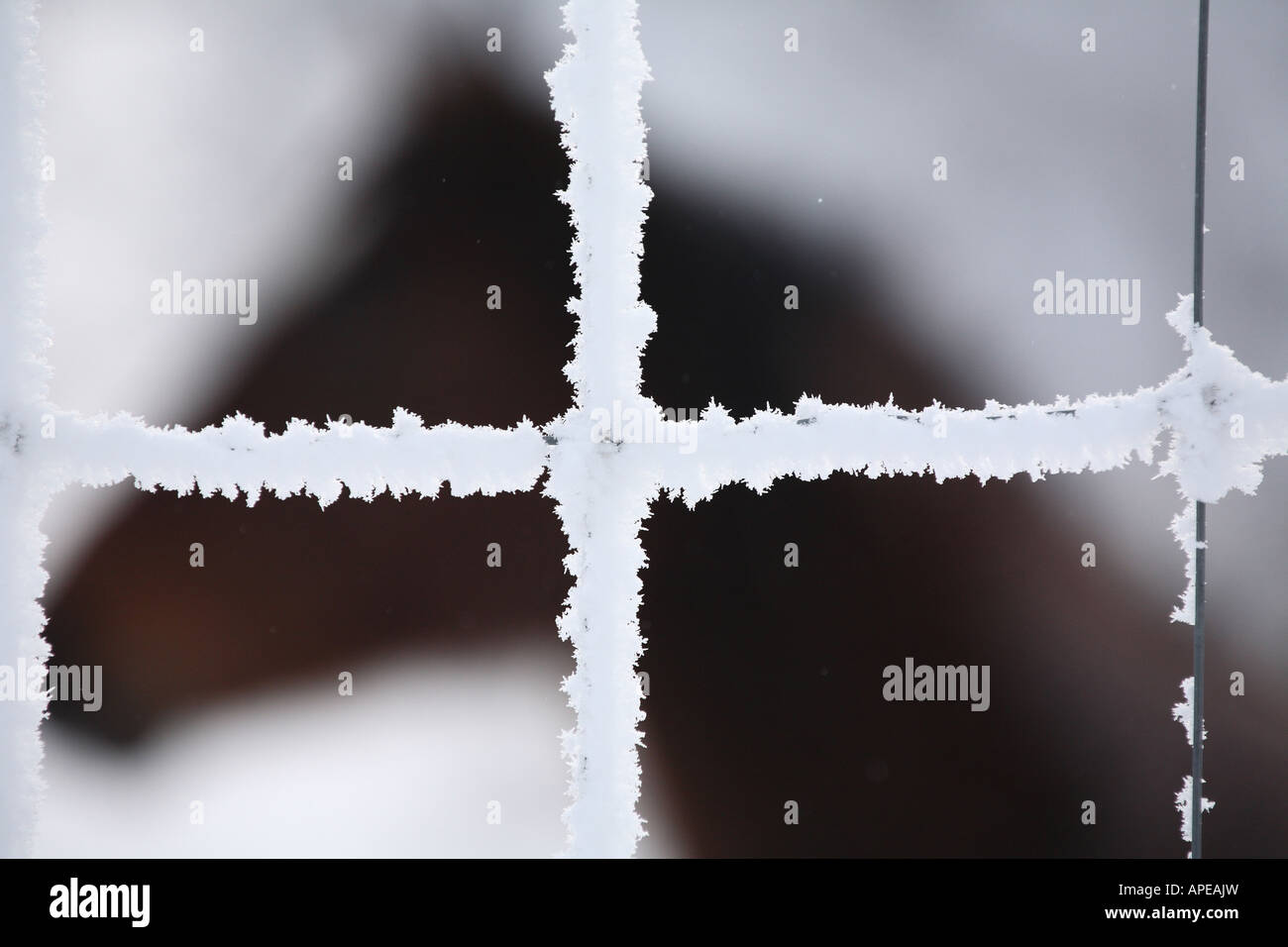 Frost horse field hi-res stock photography and images - Alamy
