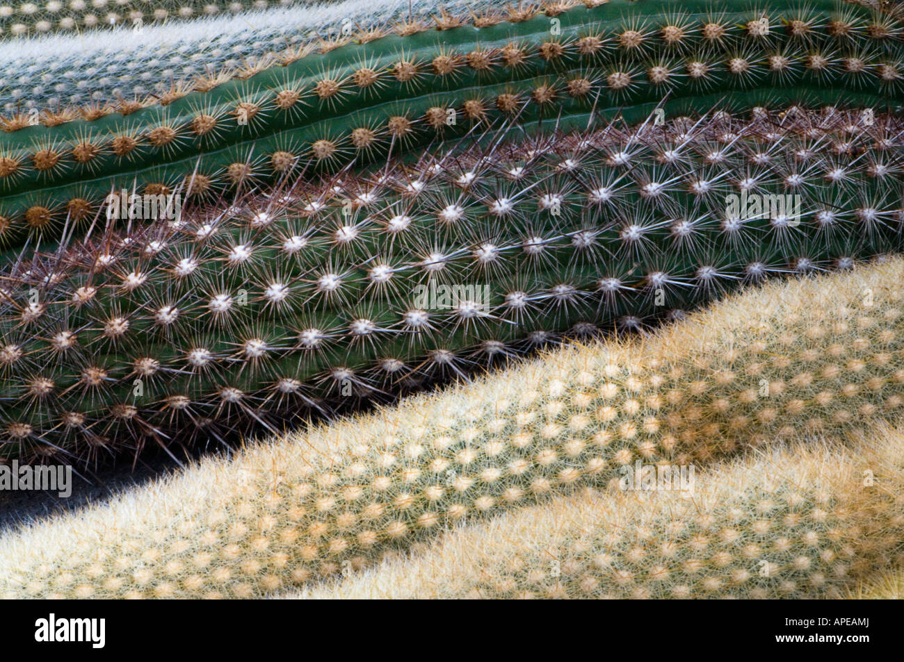 Variety of cactus arms showing different spike patterns Stock Photo - Alamy