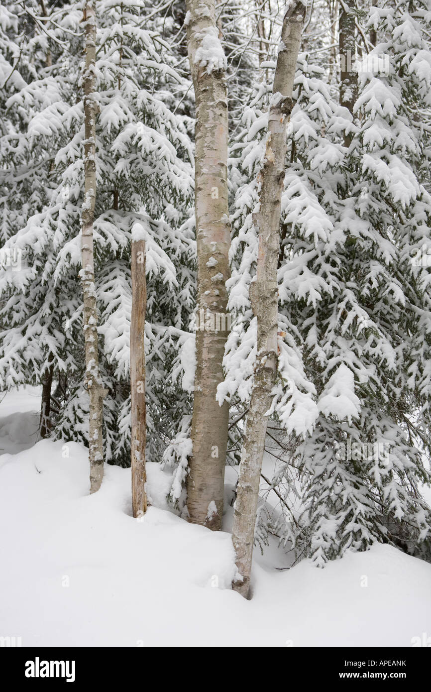 Stand of birch hi-res stock photography and images - Alamy