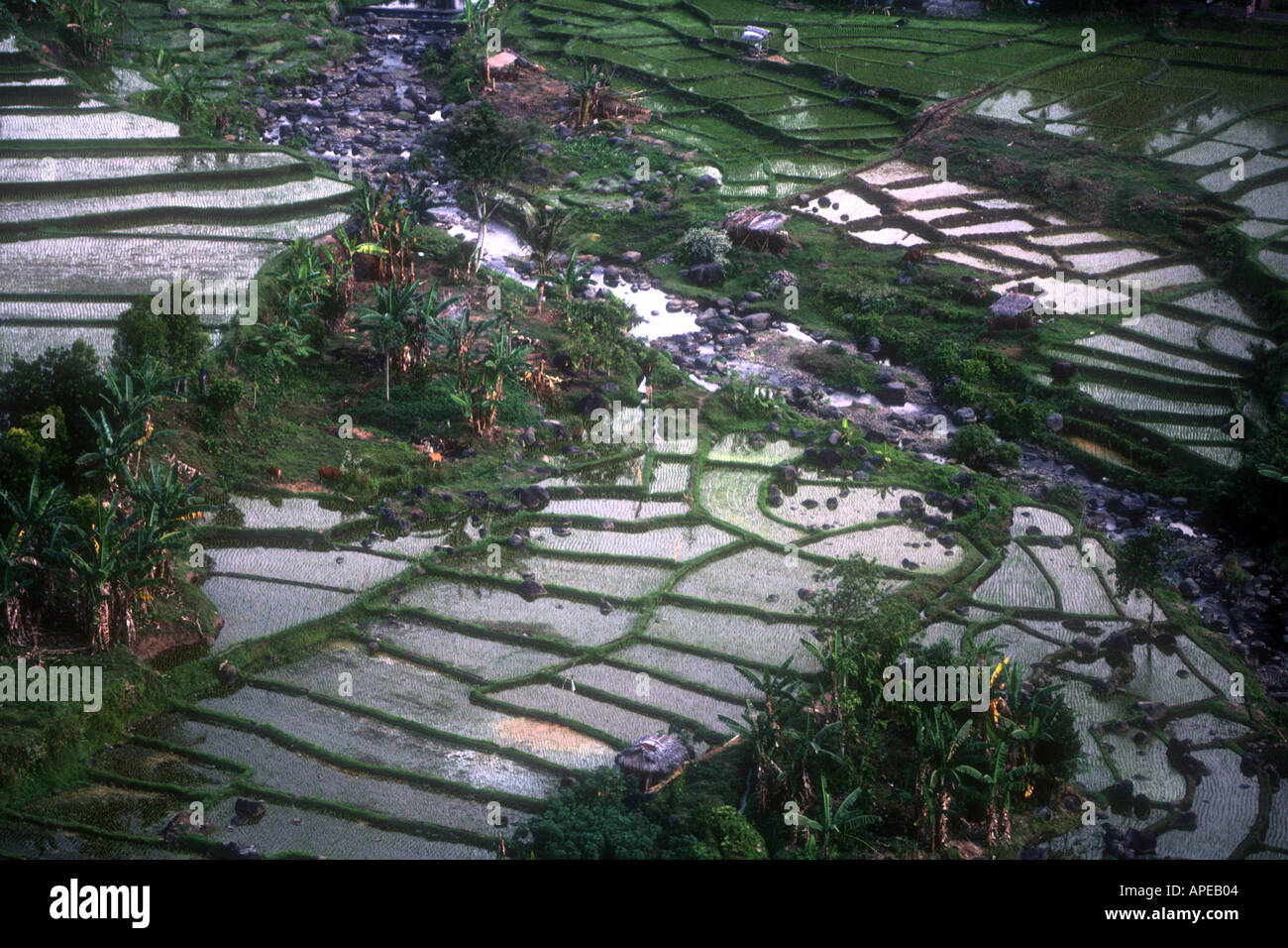 Rice paddies Bali Indonesia Stock Photo - Alamy