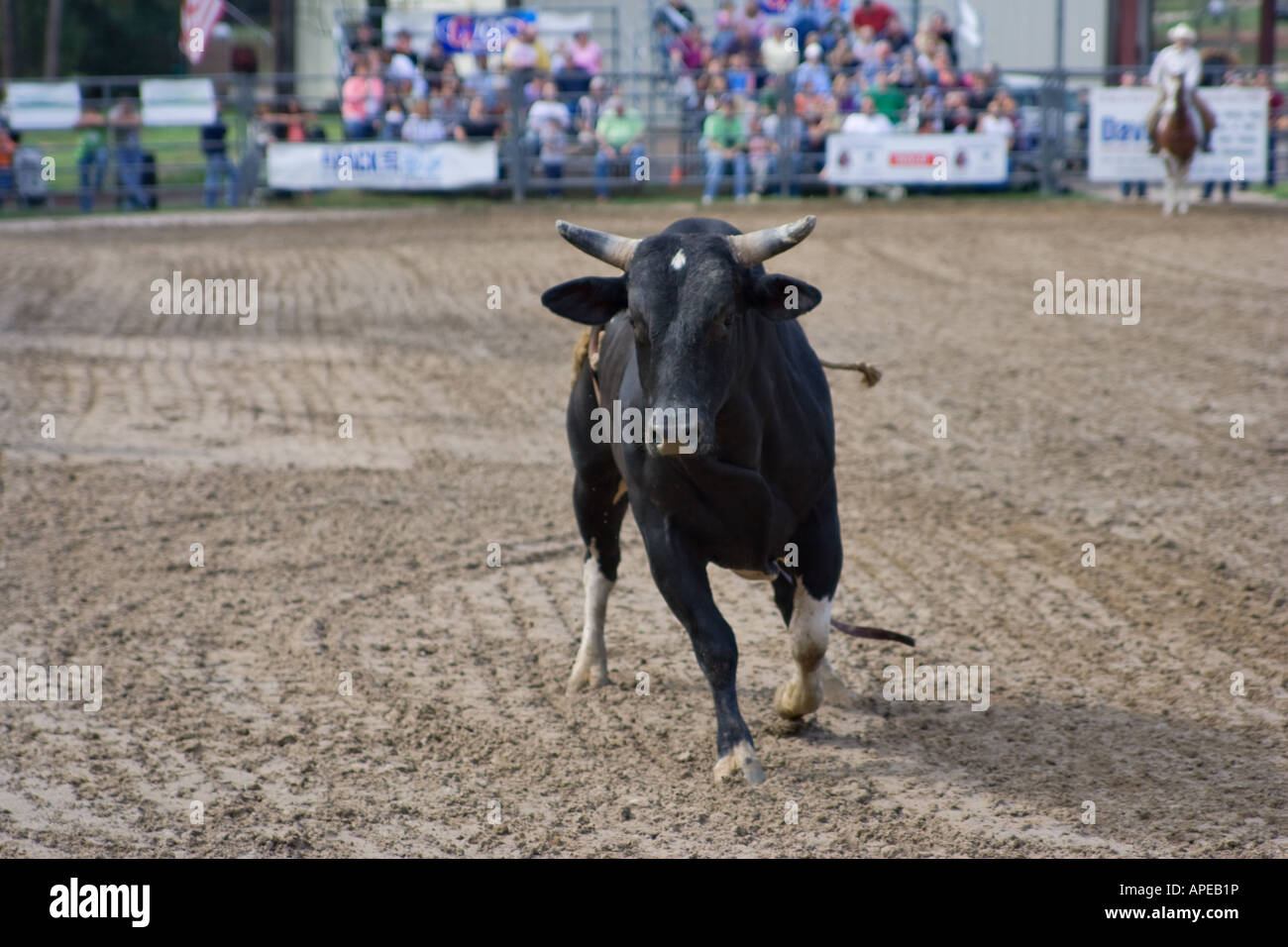 Charging Animal High Resolution Stock Photography and Images - Alamy