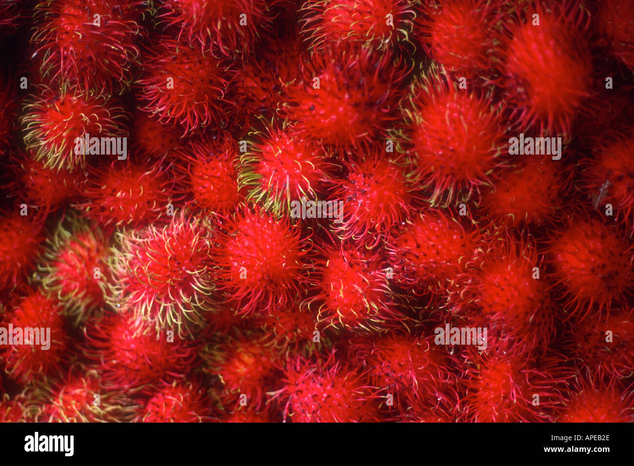 Rhumbutan fruit Malaysia Stock Photo - Alamy