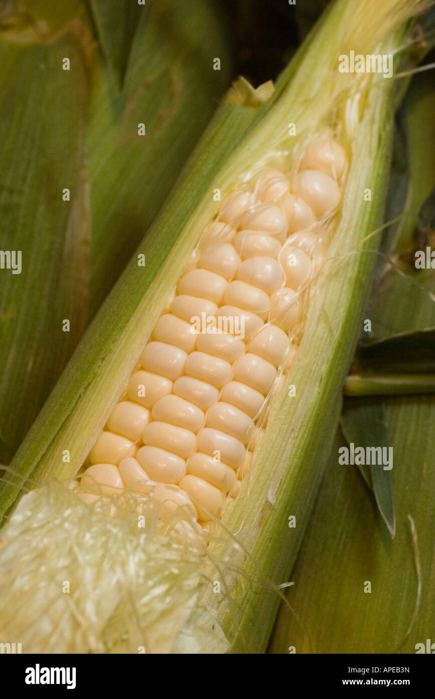A close view of corn Stock Photo - Alamy