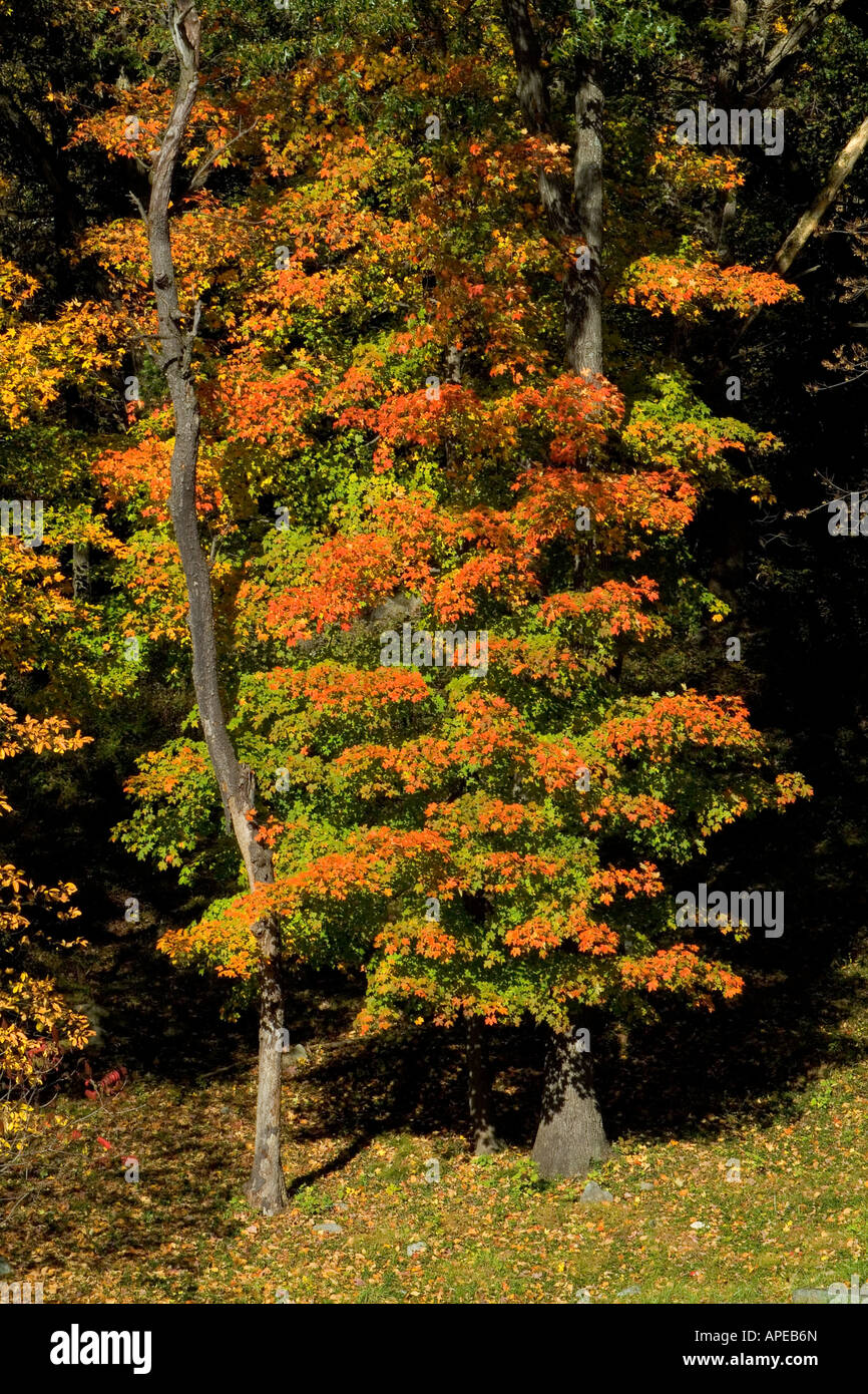 Colorful Fall Trees Stock Photo - Alamy