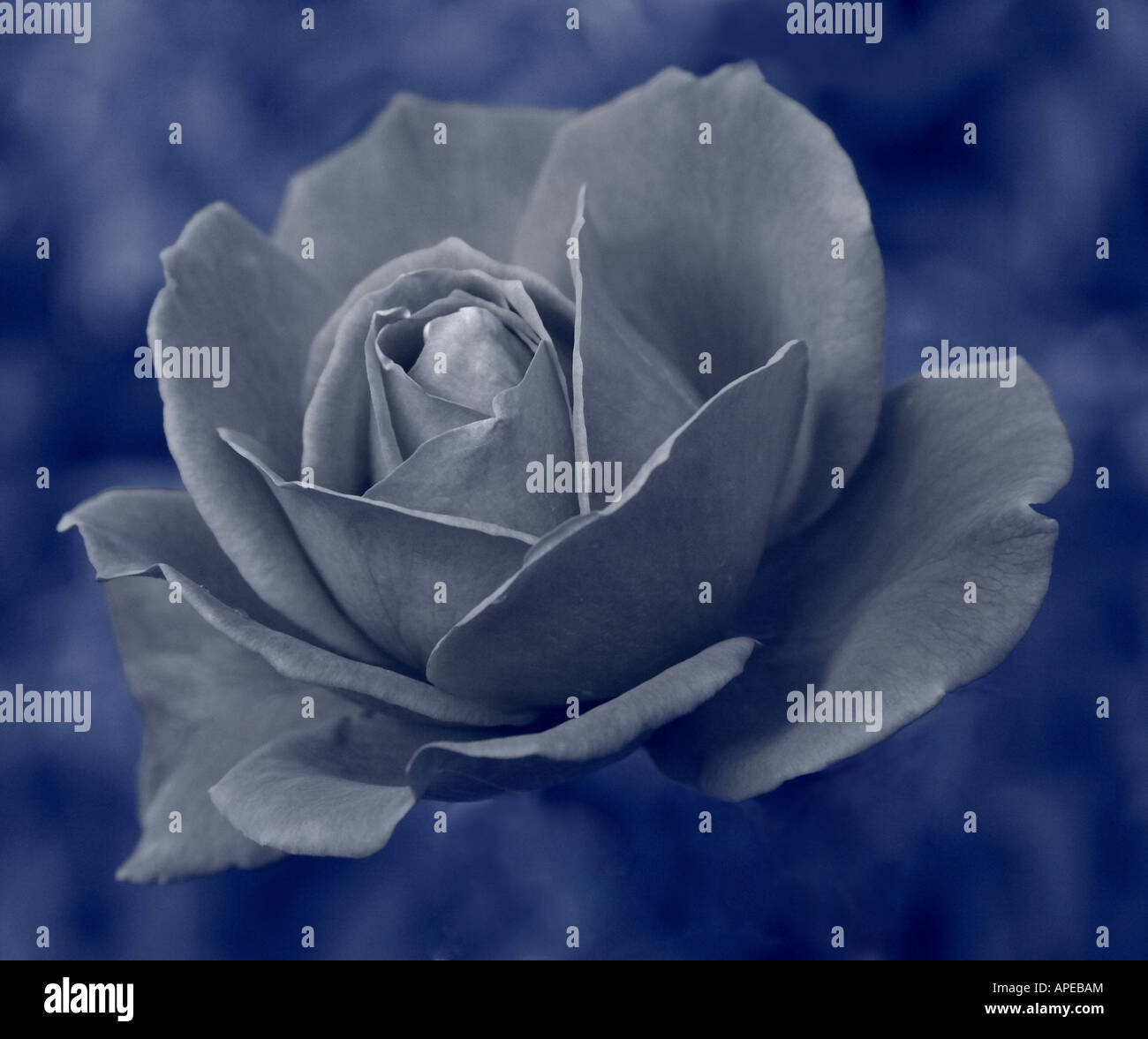 Unnatural colors hi-res stock photography and images - Alamy
