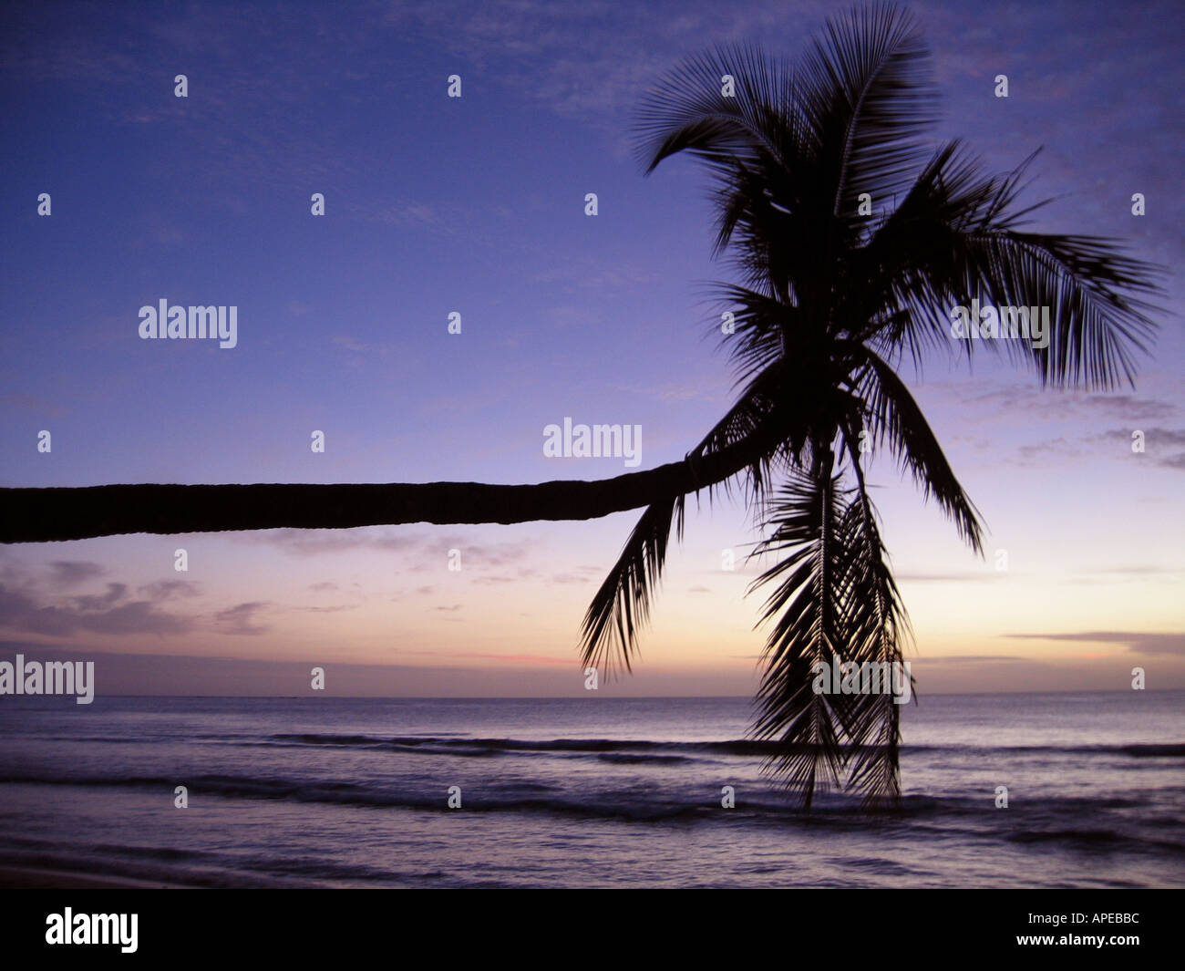 Palm tree over the Pacific Stock Photo - Alamy