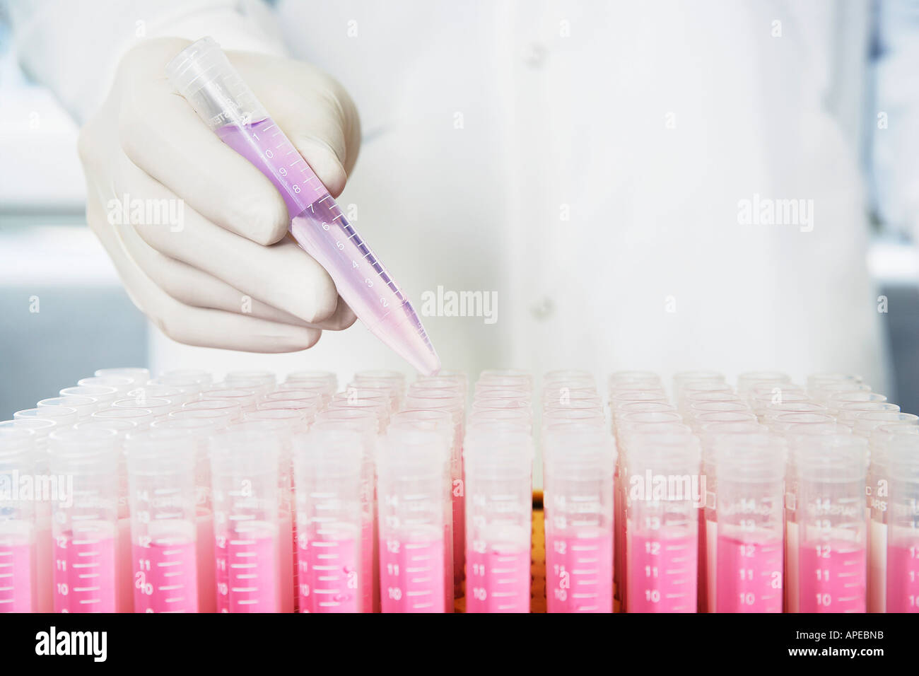 Lab worker adding violet liquid to test tubes Stock Photo - Alamy