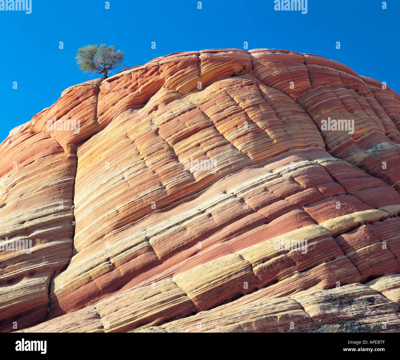 Pine tree growing in cliff Stock Photo - Alamy