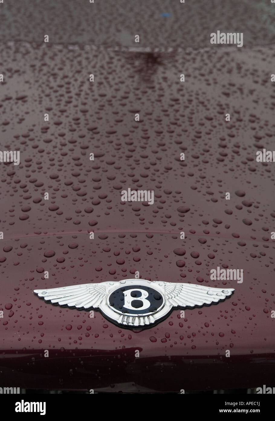 Bentley Badge On High Resolution Stock Photography and Images - Alamy