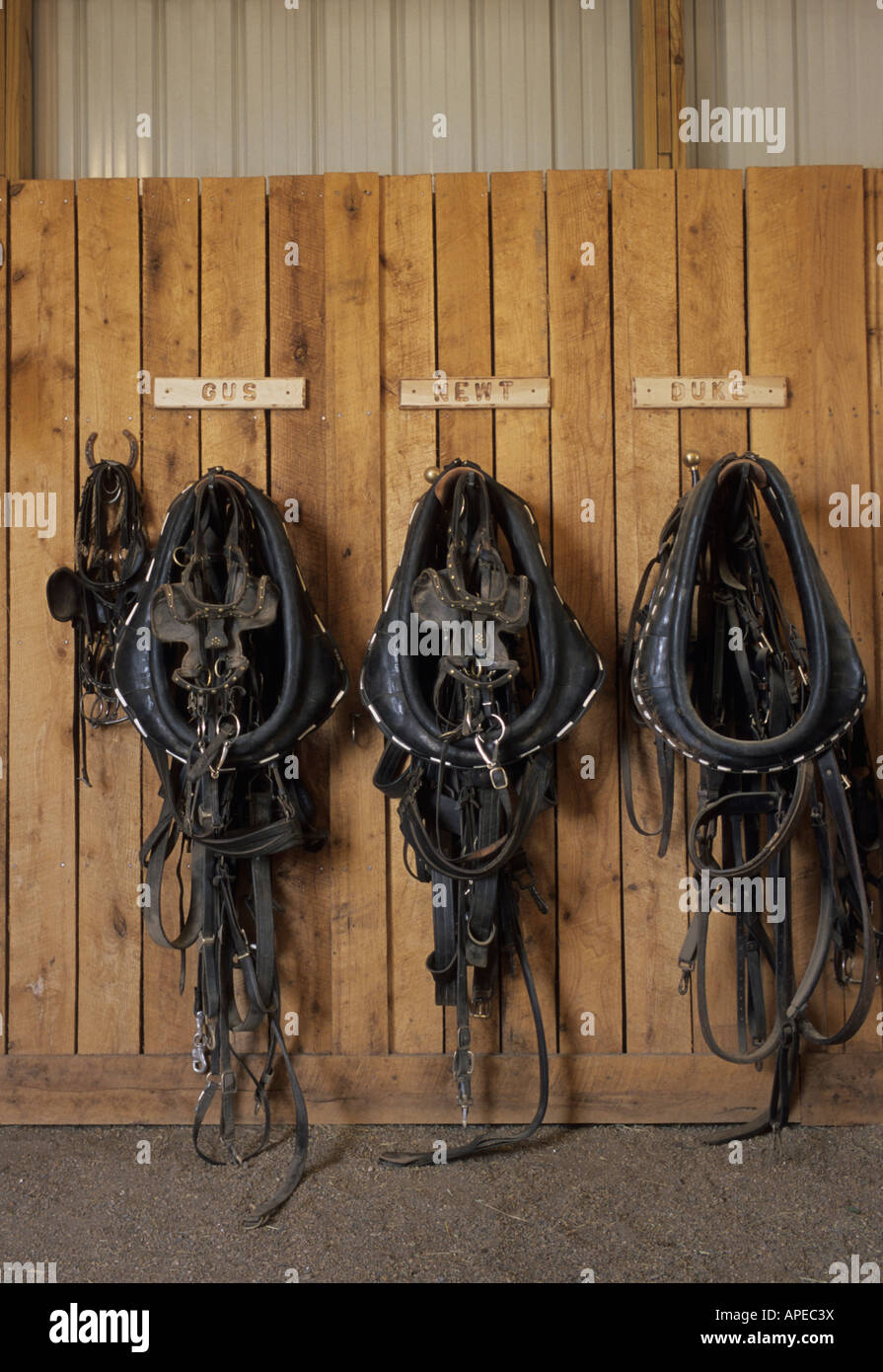 The tack room at the Saddleback Ranch in Colorado Stock Photo - Alamy