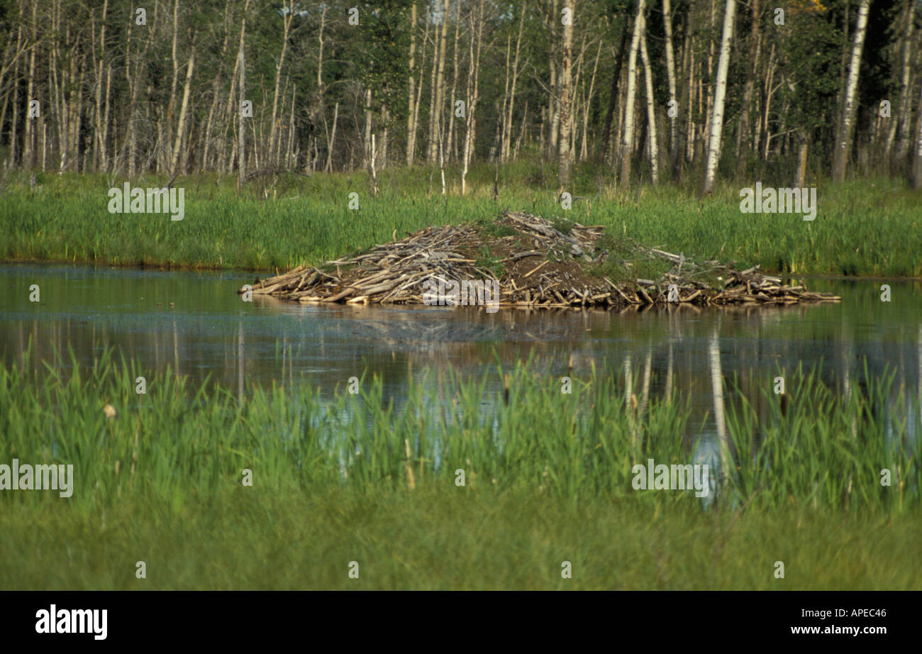 Beaver dam and lodge hi-res stock photography and images - Alamy