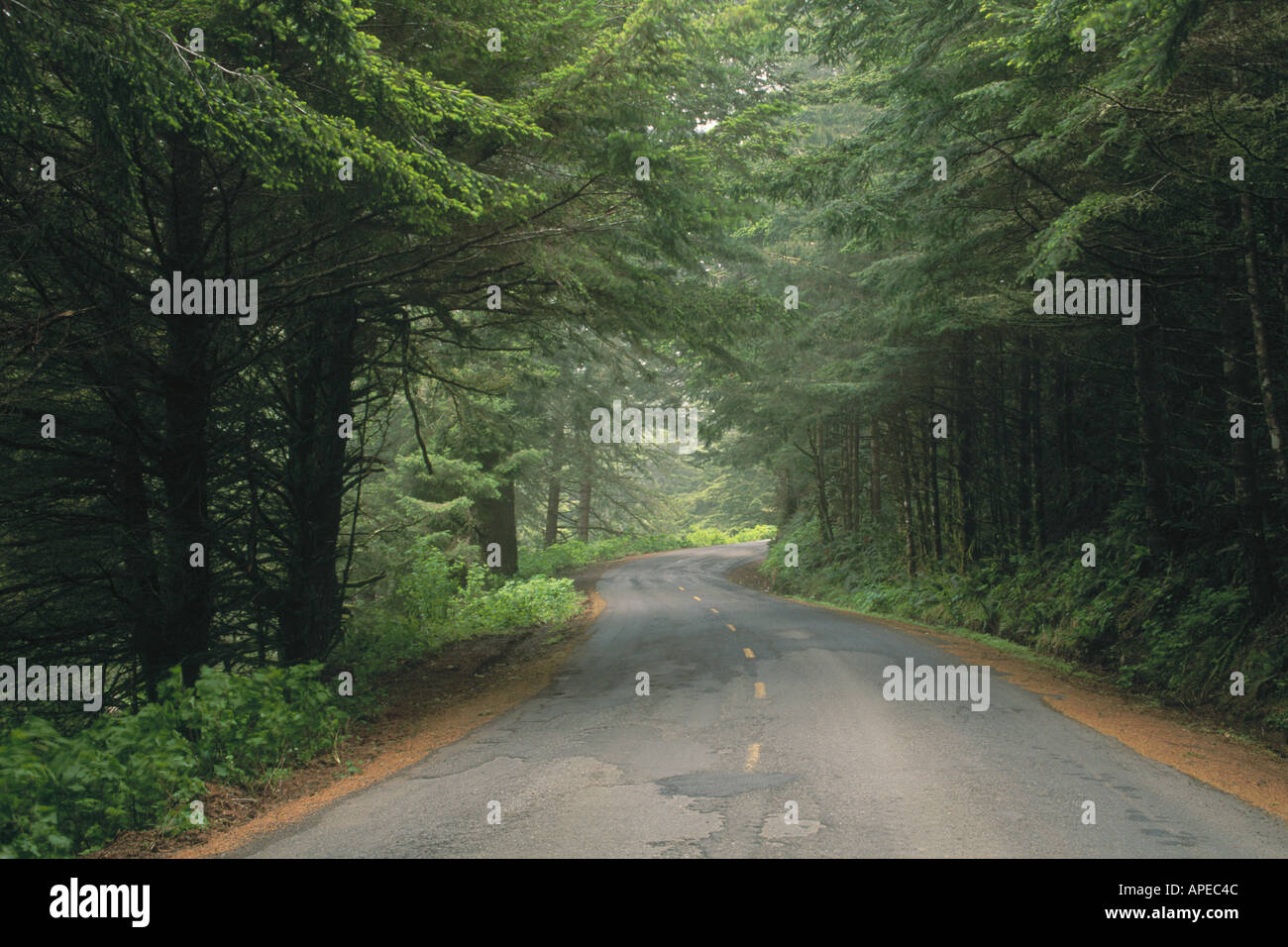 Green trees and lush forest surround rural country rustic one lane ...