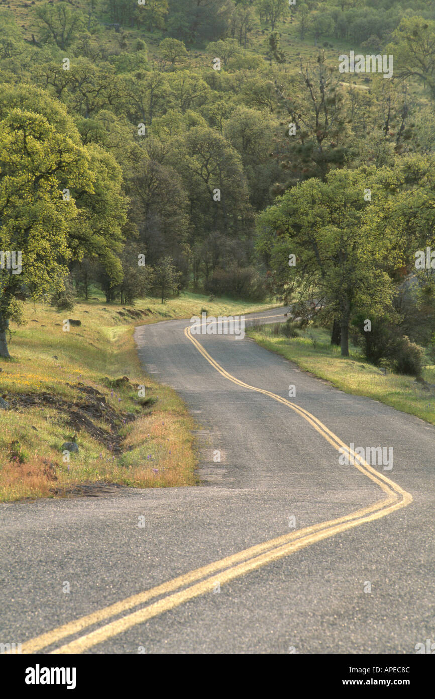 Road california trees curve flora wood hi-res stock photography and ...