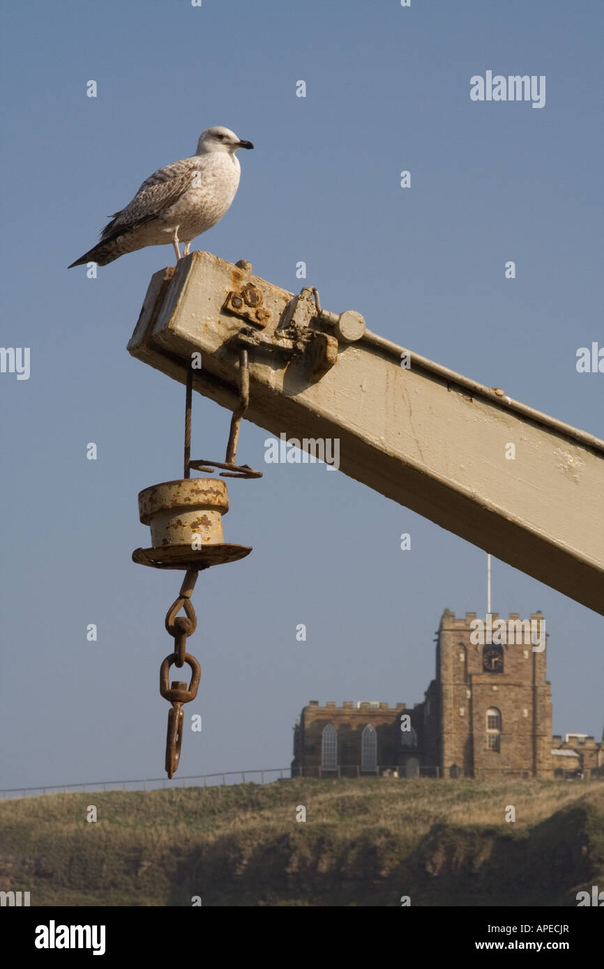 Herring Gull on a crane arm at Whitby, North Yorkshire Stock Photo - Alamy