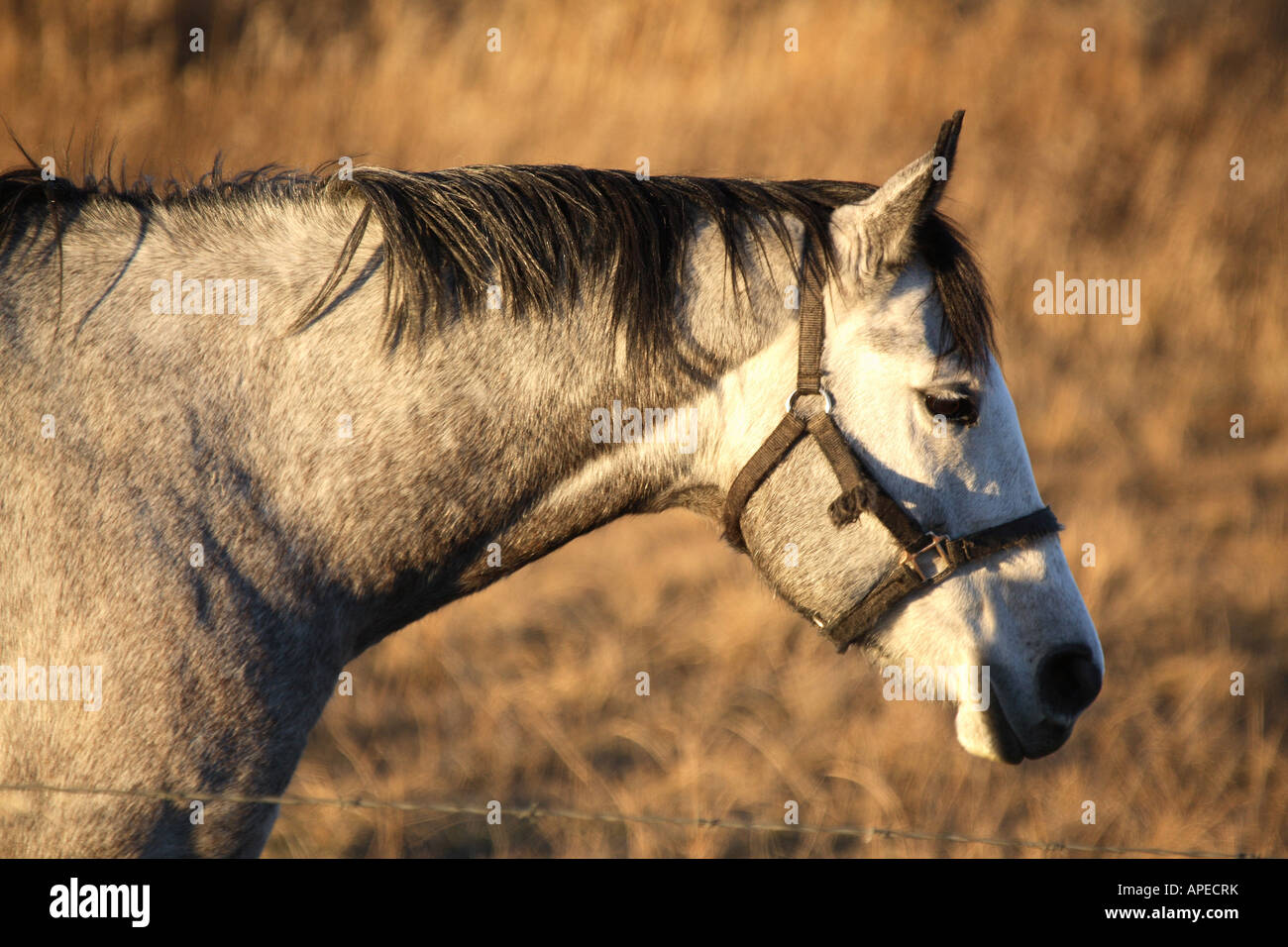 Horse resting standing up Stock Photo - Alamy