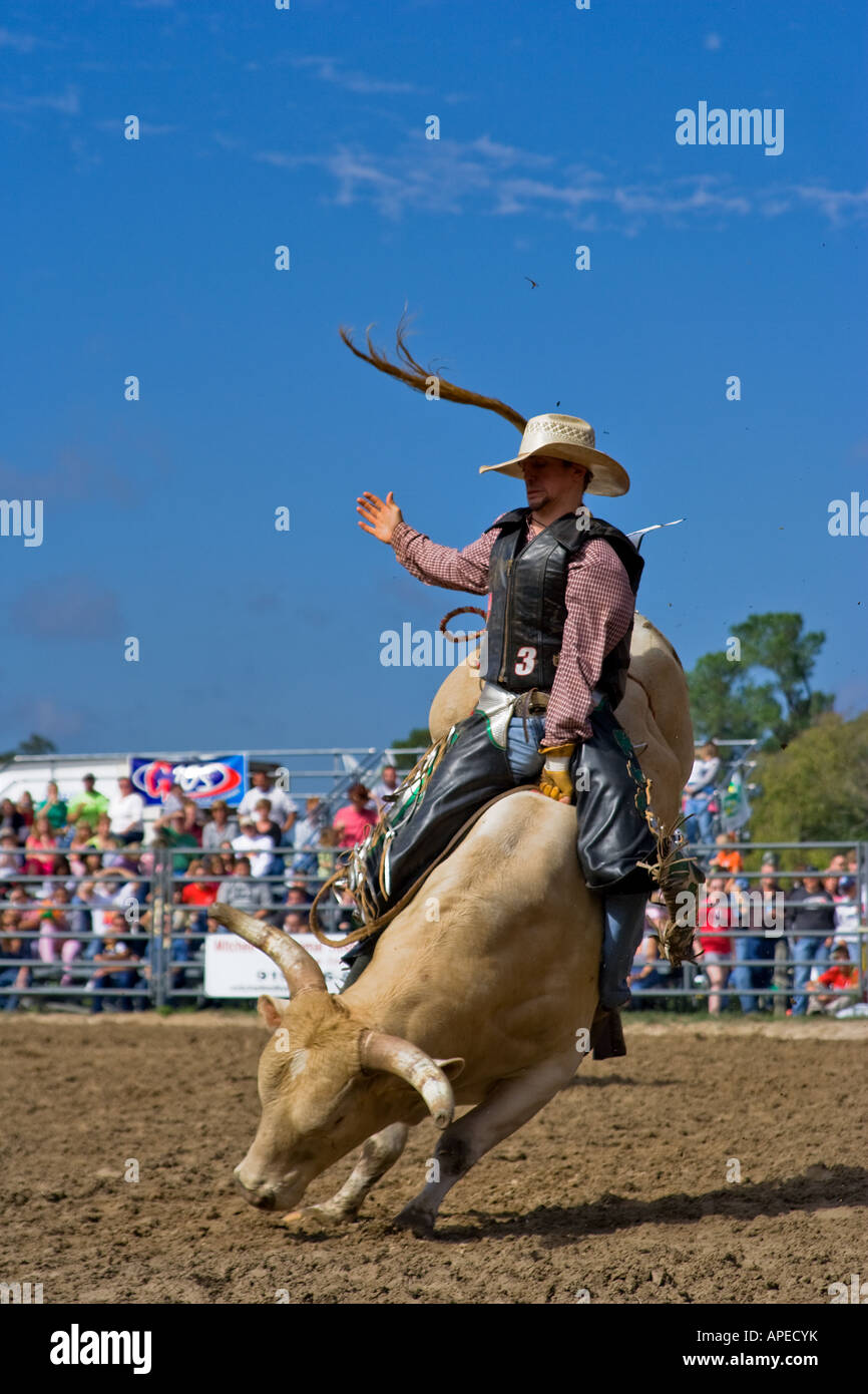 Rodeo cowboy riding a bull - head over heels Stock Photo - Alamy