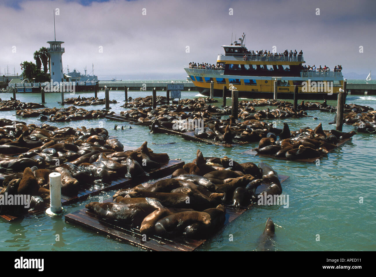 Ferry sea lions ferry hi-res stock photography and images - Alamy