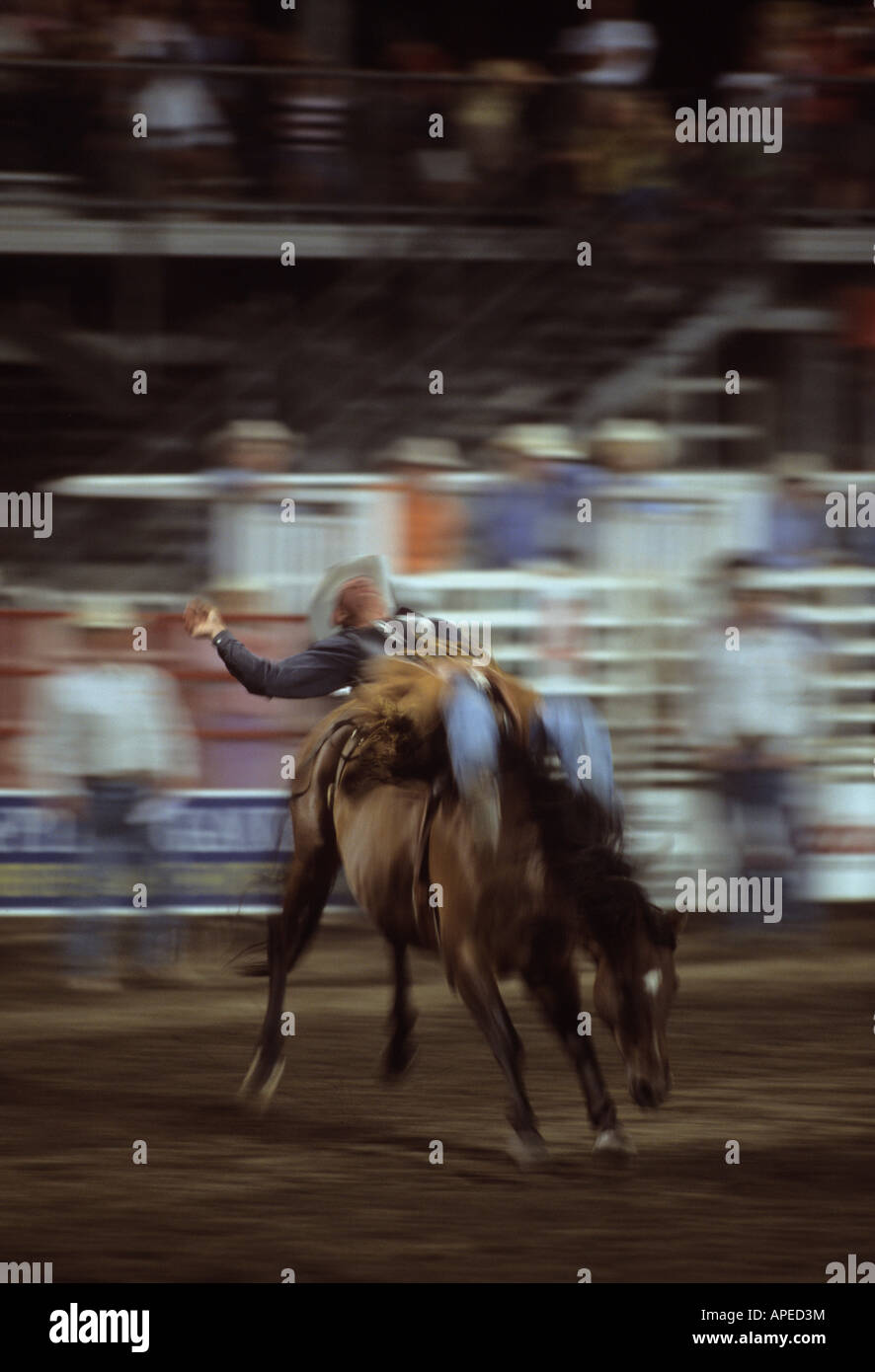 A cowboy rides a bucking bronco during a rodeo Stock Photo - Alamy
