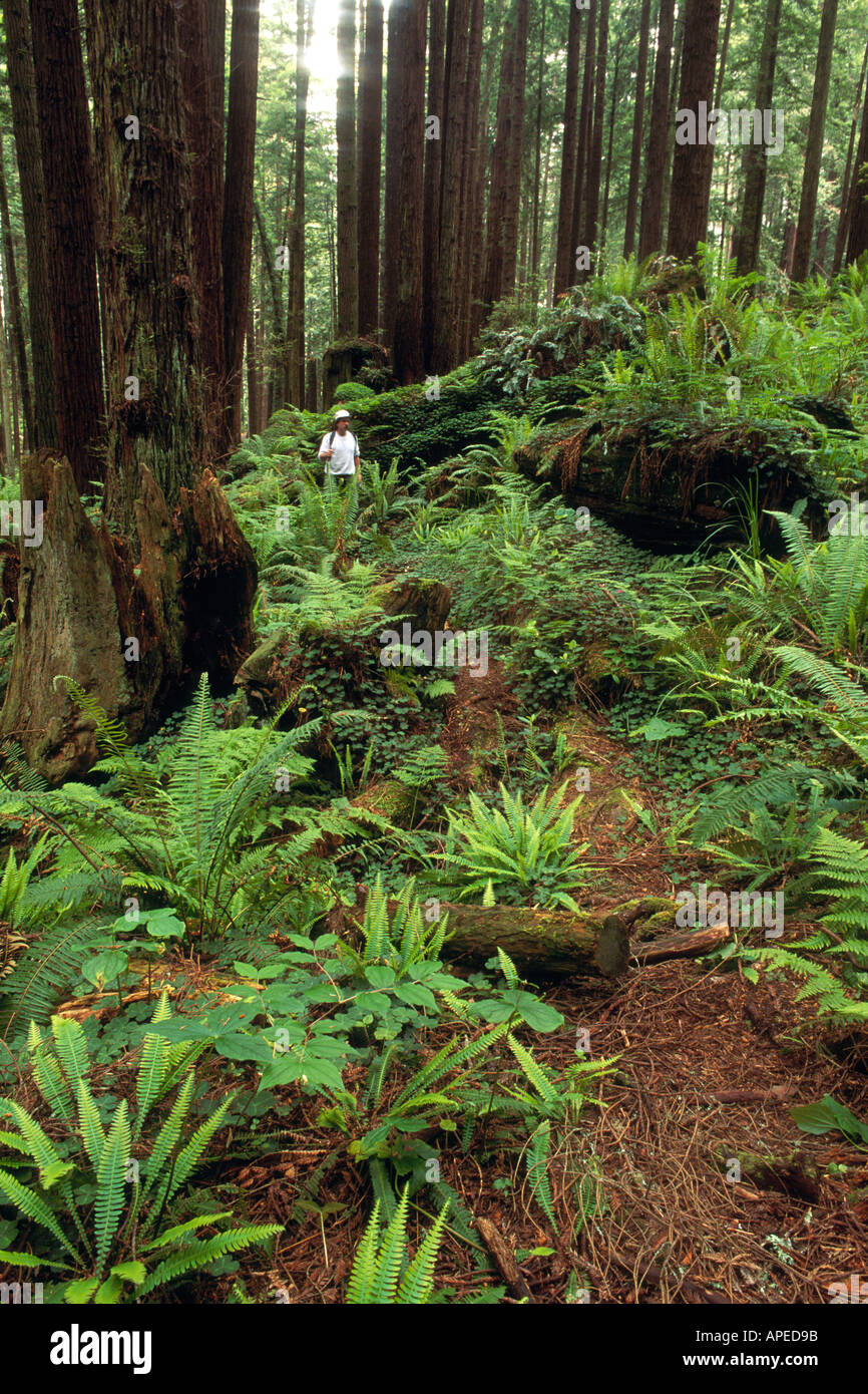 Natural beautiful scene among sequoia hi-res stock photography and ...