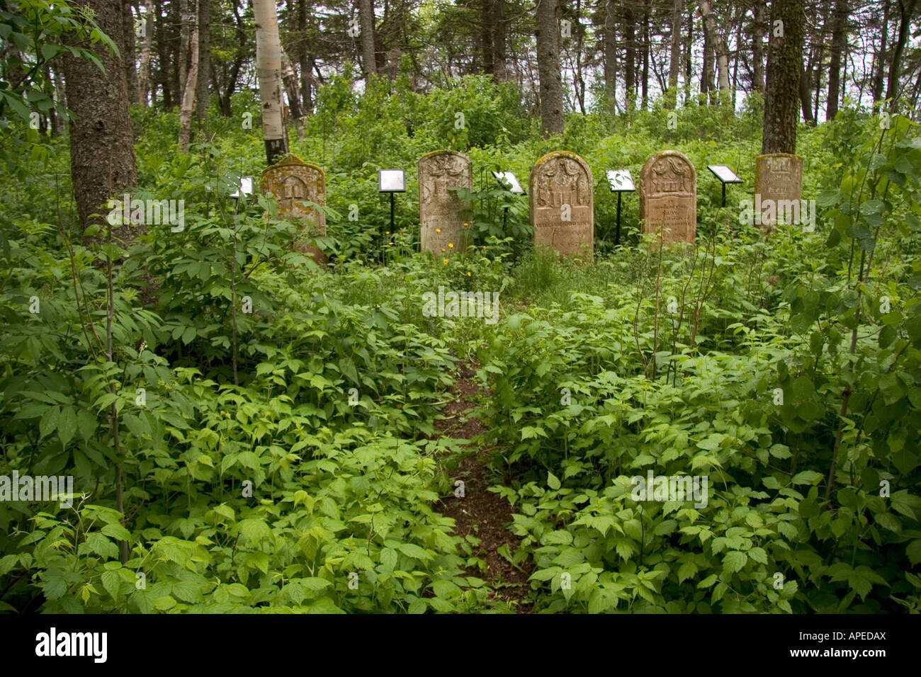 An overgrown graveyard struggles to stay uncovered in the forest Stock ...
