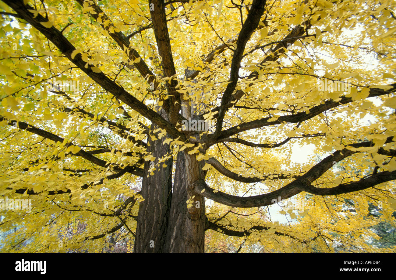 Gingko tree hi-res stock photography and images - Alamy