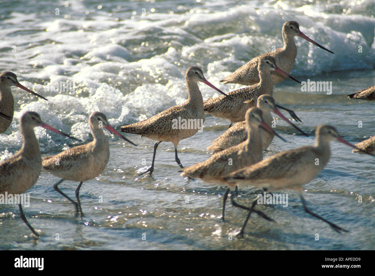 Marbled Godwit shorebirds run along water edge surf foam Torrey Pines ...