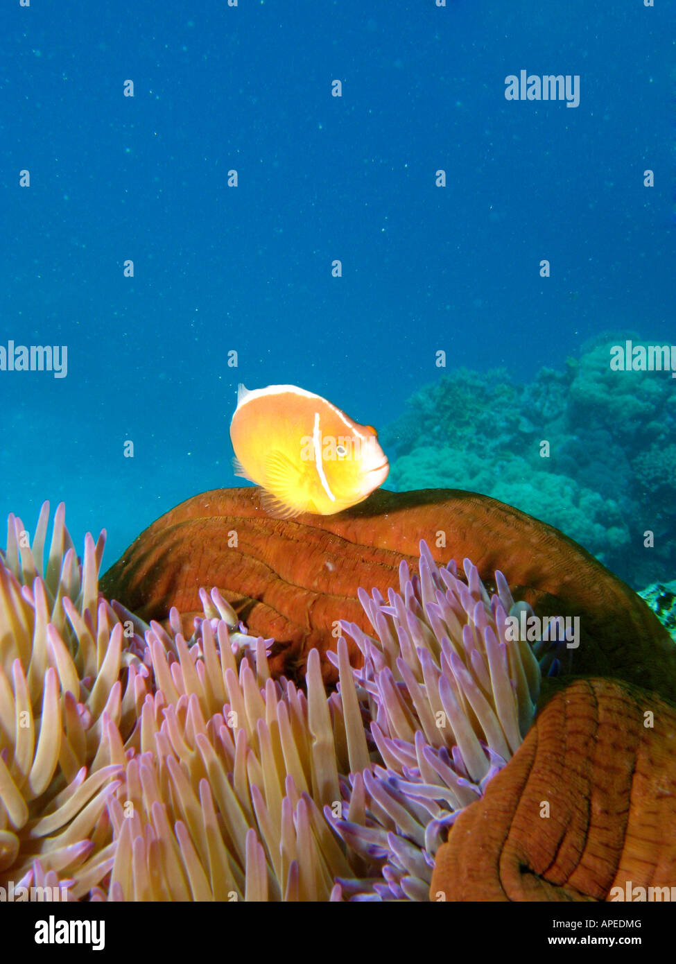 Great barrier reef fish hi-res stock photography and images - Alamy