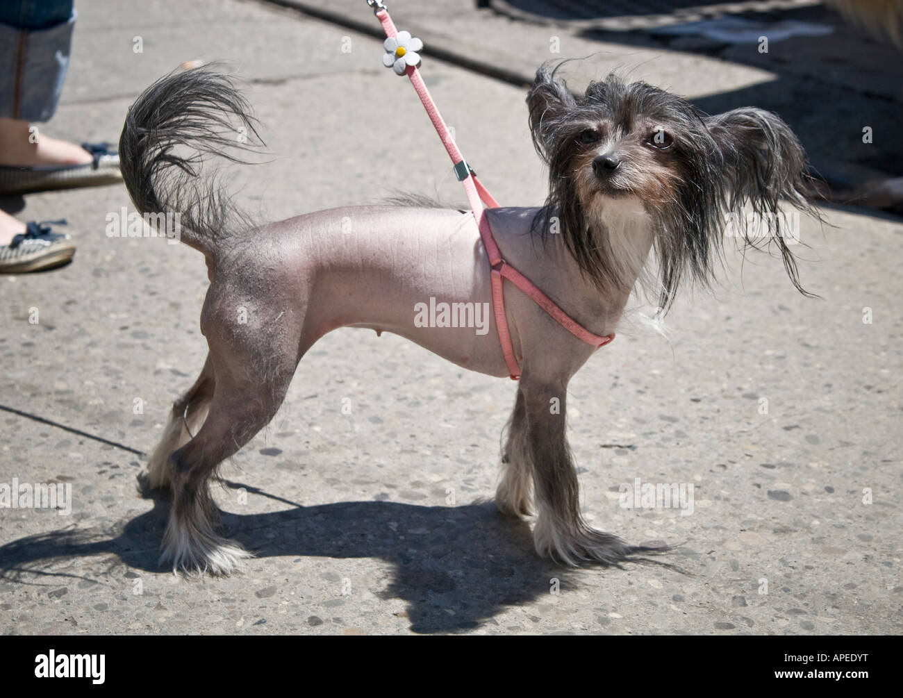 Chinese Crested Hairless dog Stock Photo - Alamy