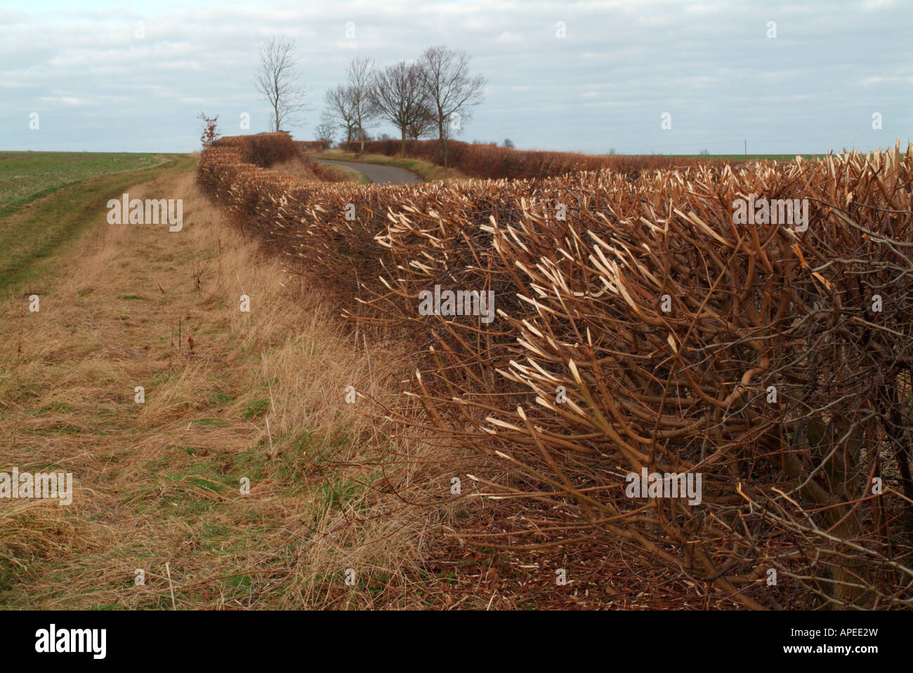 Uk hedgerow management hi-res stock photography and images - Alamy